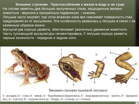 Лабораторная работа «Особенности внешнего строения лягушки в связи с