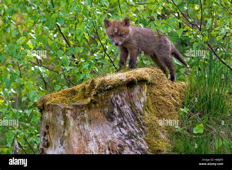Red Fox Vulpes Vulpes Cub On A Tree Stump Vierhouten Gelderland Netherlands Stock Photo Alamy