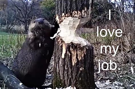 He Loves His Job Rwholesomememes
