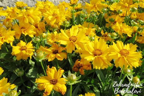 Krásnoočko Velkokvěté Zahradnictví Bouchalovi