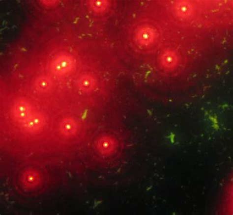 Fluorescent Microscopy Image Of Fluorescent Microspheres 625 Nm645