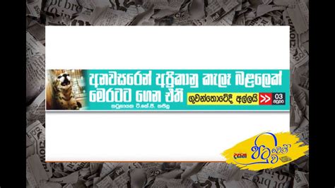 අනවසරයෙන් අප්‍රිකානු කැලෑ බළලෙක් මෙරටට ගෙන එති ගුවන්තොටේදී අල්ලයි