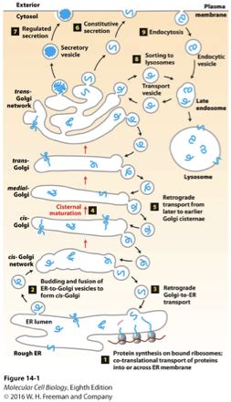 Cell Bio Lecture 14 Flashcards Quizlet