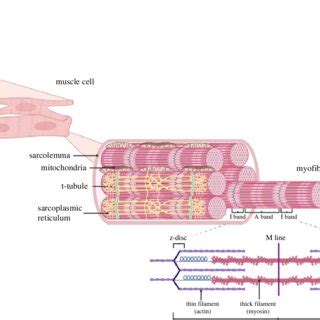 Cardiac Myofibrils