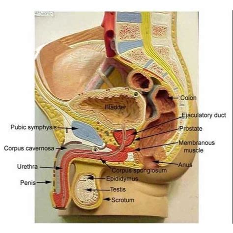 Human Reproduction Male