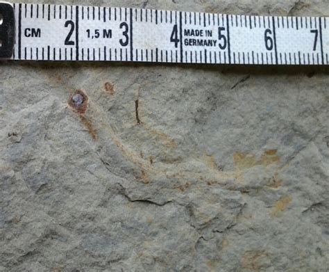 Worm Burrows Fossil Id The Fossil Forum