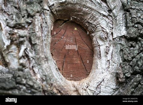 Tree Bark Texture Background Stock Photo Alamy