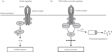 Research Advances On Suppressor Of Cytokine Signaling 3 Socs3 In