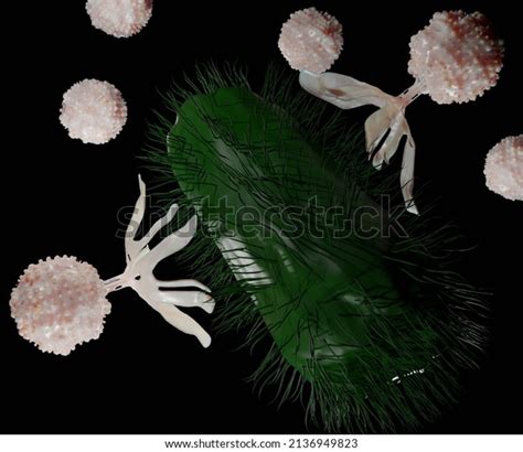 9 Single B Lymphocyte Antibody 图片、库存照片、3d 物体和矢量图 Shutterstock