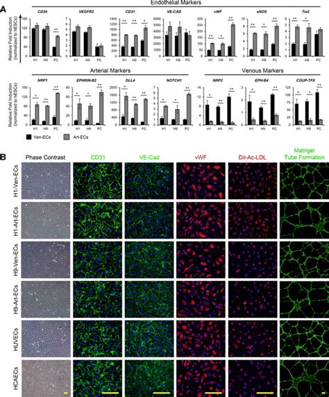 characterization of hesc derived venous and arterial endothelial cells download scientific