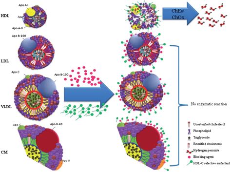 Fig 6 Generalised Homogeneous Assay Methodology For The Selective Determination Of Hdl C A