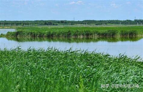 世界首个淡水湿地修复碳汇项目在湖南岳阳君山区落地 知乎