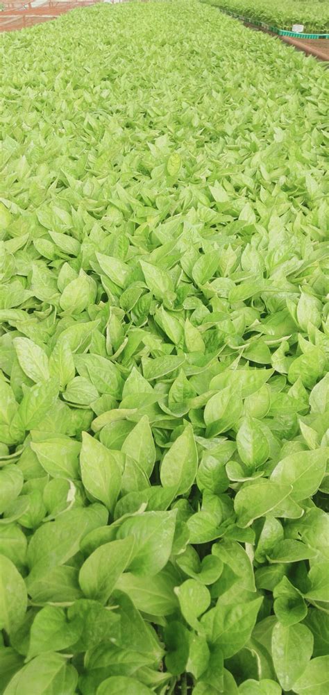 Quality Vegetables Seedlings Farmers Market Kenya