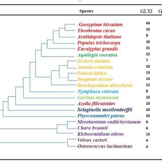 Phylogenetic Relationships Among 21 Plant Species Different Background