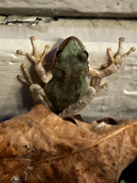 Pacific Tree Frog Habitat