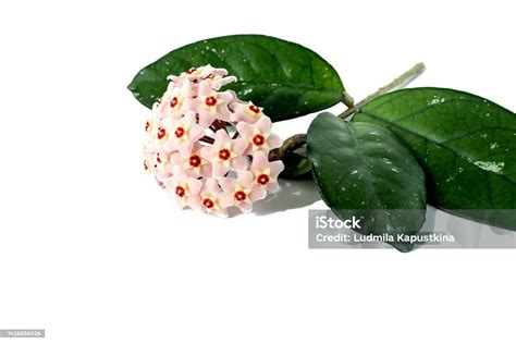 흰색 바탕에 왁스 같은 꽃차례와 다육질의 잎이 있는 홈 화려한 호야 꽃 실내용 화초에 대한 스톡 사진 및 기타 이미지 실내용