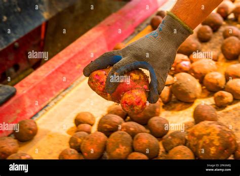 Potato Solanum Tuberosum Crop Harvested Tubers Used For Potato