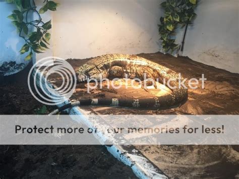 Male Cb 13 Blue Tegu Reptile Forums