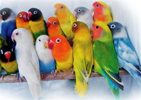 Lovebird Alchetron The Free Social Encyclopedia