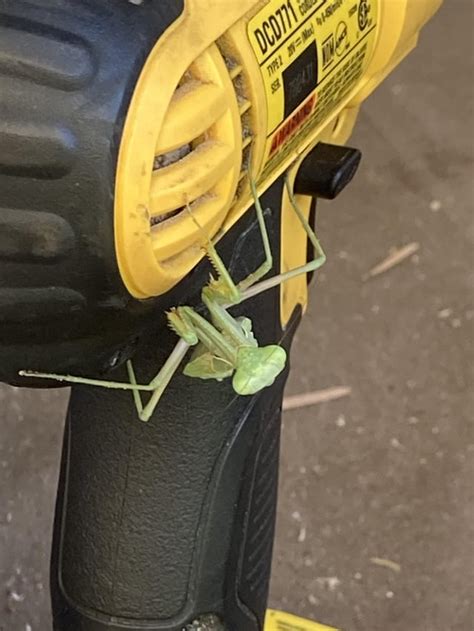 Whos This Mantis That Wants To Help Me Build Rwhatsthisbug