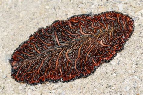 11 Animals With Hydrostatic Skeletons Pictures Wildlife Informer