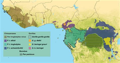Primate Speciation A Case Study Of African Apes Anthropology By Kv
