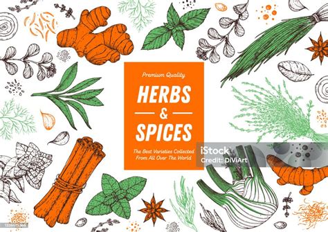 허브와 향신료 손으로 그린 벡터 일러스트레이션 향기로운 식물 손으로 그린 음식 스케치 빈티지 일러스트레이션 카드 디자인 스케치 스타일입니다 향신료와 허브 흑백 디자인 강황에