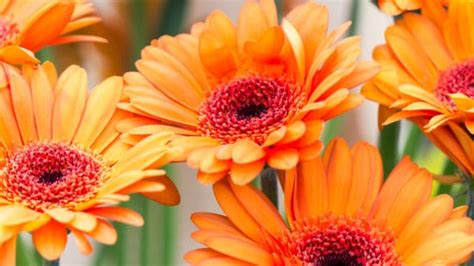 Chrysanthemum Vs Daisy 5 Differences Between Some Flower Favorites