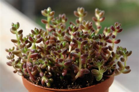 Sedum Brevifolium Short Leaved Stonecrop Care And Culture Travaldos Blog