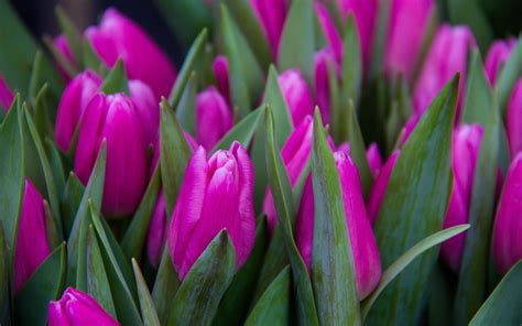 Purple Tulips Wallpapers - Wallpaper Cave