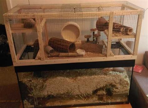 Because Gerbils Deserve A Good Home Imgur Gerbil Gerbil Toys