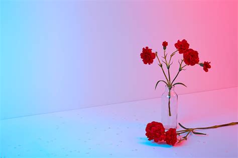 파란색과 분홍색 색상의 배경에 유리 꽃병에 붉은 카네이션 꽃다발 공간을 복사합니다 꽃 디자인 명함 모형 기념일 우아한 스타일 행복한 축하 휴일 장식 텍스트 장소 0명에 대한