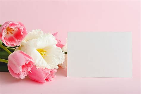꽃은 축하를 조롱 분홍색 배경에 분홍색 튤립꽃다발에 축하 카드 텍스트 프레임 모형을위한 공간이있는 흰색 빈 카드 봄 축제 꽃