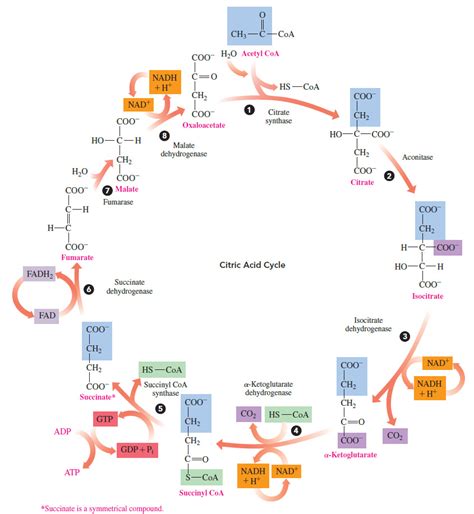 Role Of Citric Acid Cycle At Xavier Longman Blog