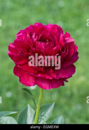Paeonia Old Faithful Double Red Peony Flower Paeonia Lactiflora Chinese Peony Or Common