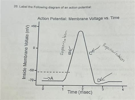 Solved Label The Following Diagram Of An Action Chegg