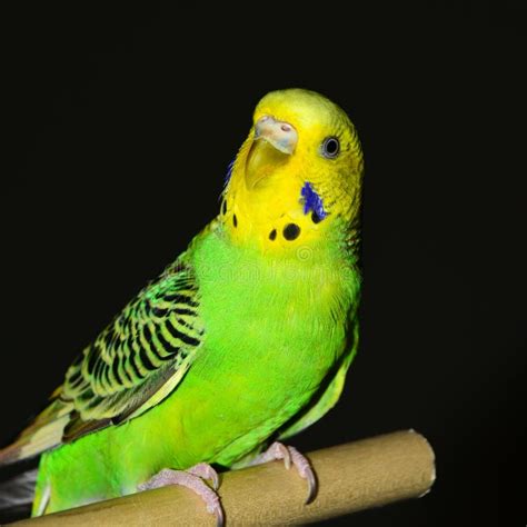 A Yellow And Green Budgerigar Parakeet Takes Off Ready For Flying From