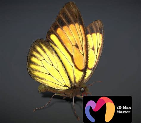 Pbr Game 3d Models Butterfly Rigged Animated Pbr 3d Max 3dmaxter