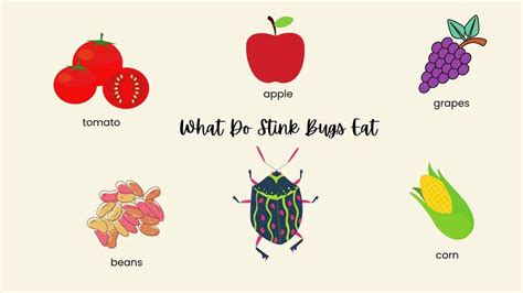 What Do Stink Bugs Eat