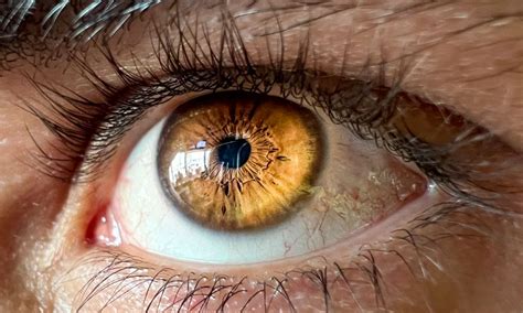 Bilberry Lutein And Zeaxanthin Supplements Pure Optical