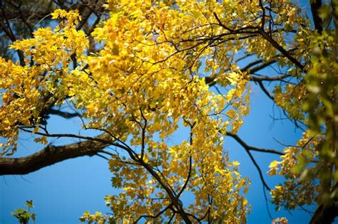 Premium Photo Yellow Fall