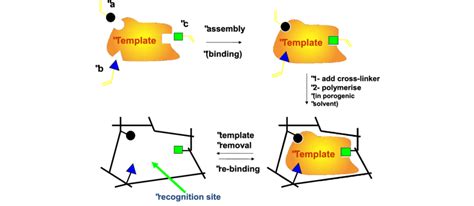 Schematic Representation Of Molecular Imprinting Process Download Scientific Diagram