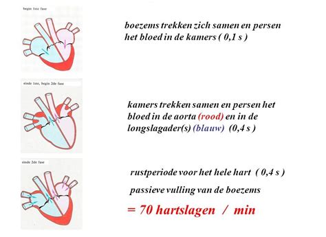 De Bloedsomloop Lesmateriaal Wikiwijs