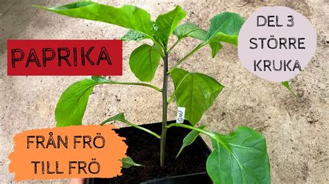 Paprika Fr N Fr Till Fr Del Andra Omplanteringen Till St Rre Kruka Youtube