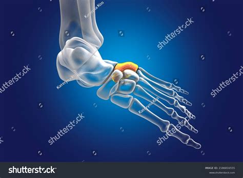 Cuboid Bone Foot One Tarsal Foot Stock Illustration 2186816555 Shutterstock