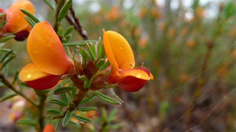 Pultenaea Tuberculata Flowers Wreath Bush Pea Pultenaea T Flickr