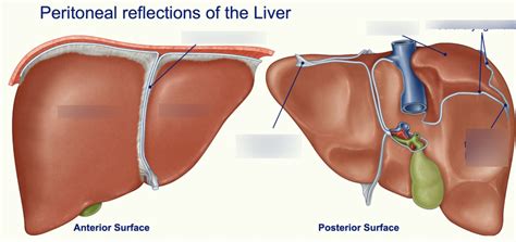Peritoneal Reflections Of The Liver Diagram Quizlet