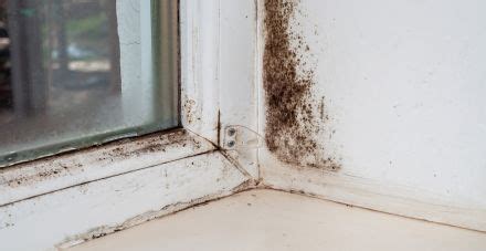 Dealing With Mould Around Windows Prevention Removal Tips Expert Home Tips