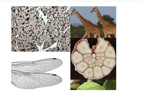 Geometry Continuous Everywhere But Differentiable Nowhere