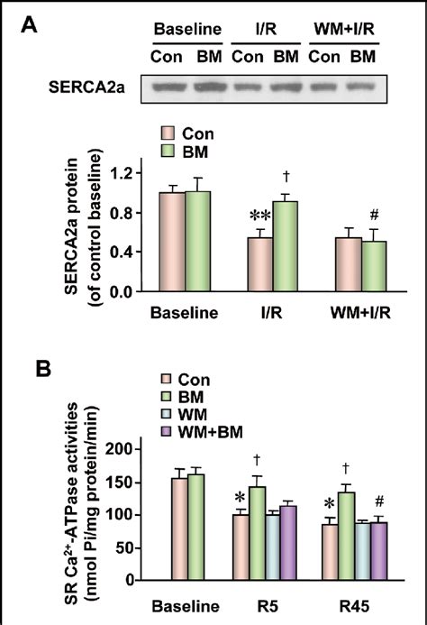 Effect Of Berbamine Bm On Protein Content Of Serca2a And Activity Of